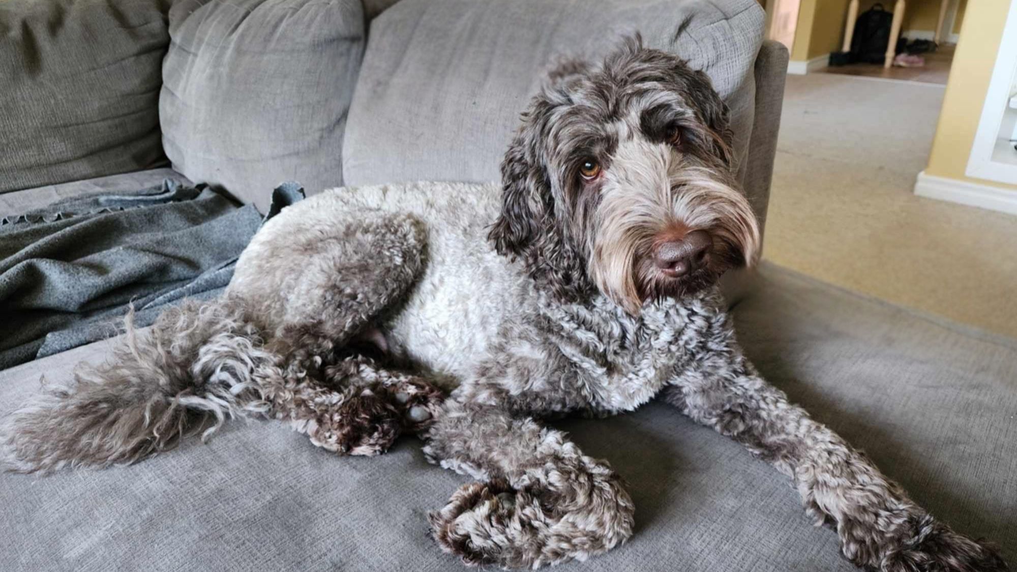 Blue 🐾 Big Rock Labradoodles Australian Labradoodle Momma