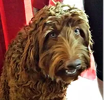 Keri Weber 🐾 Big Rock Labradoodles