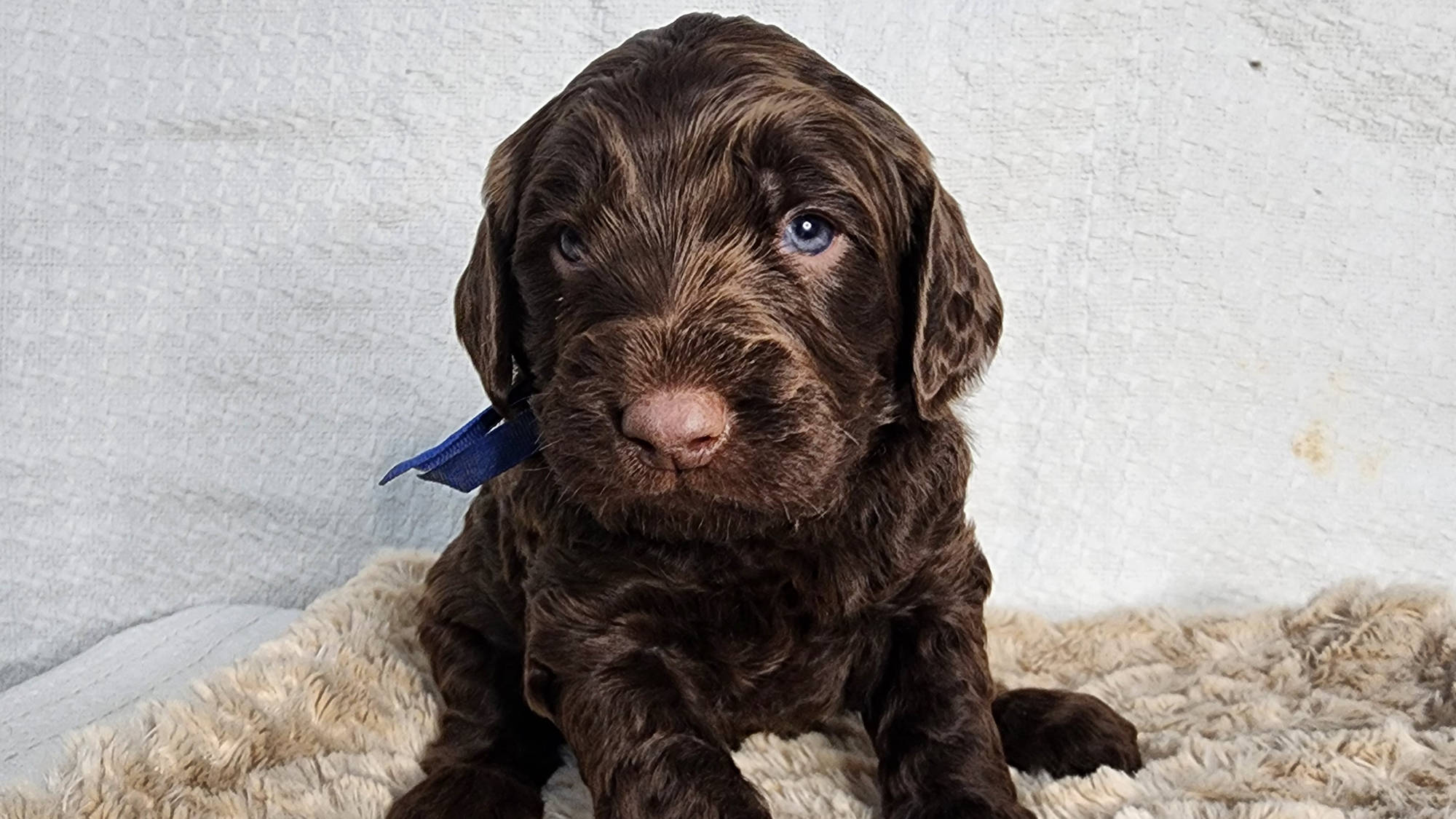 Australian Labradoodle Puppies for Sale 🐾 Famous Dogs from Movies and TV