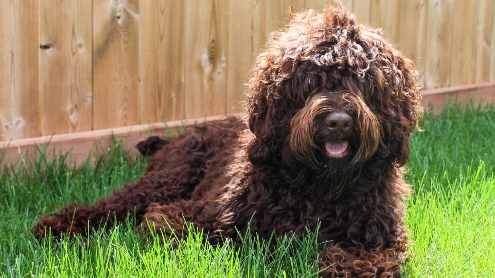 Blue 🐾 Big Rock Labradoodles Australian Labradoodle Momma