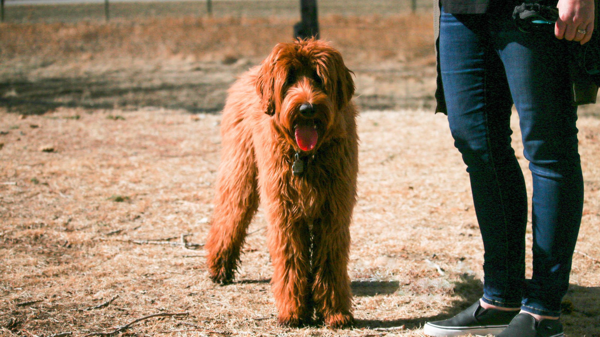 Etta 🐾 Big Rock Labradoodles Australian Labradoodle Momma