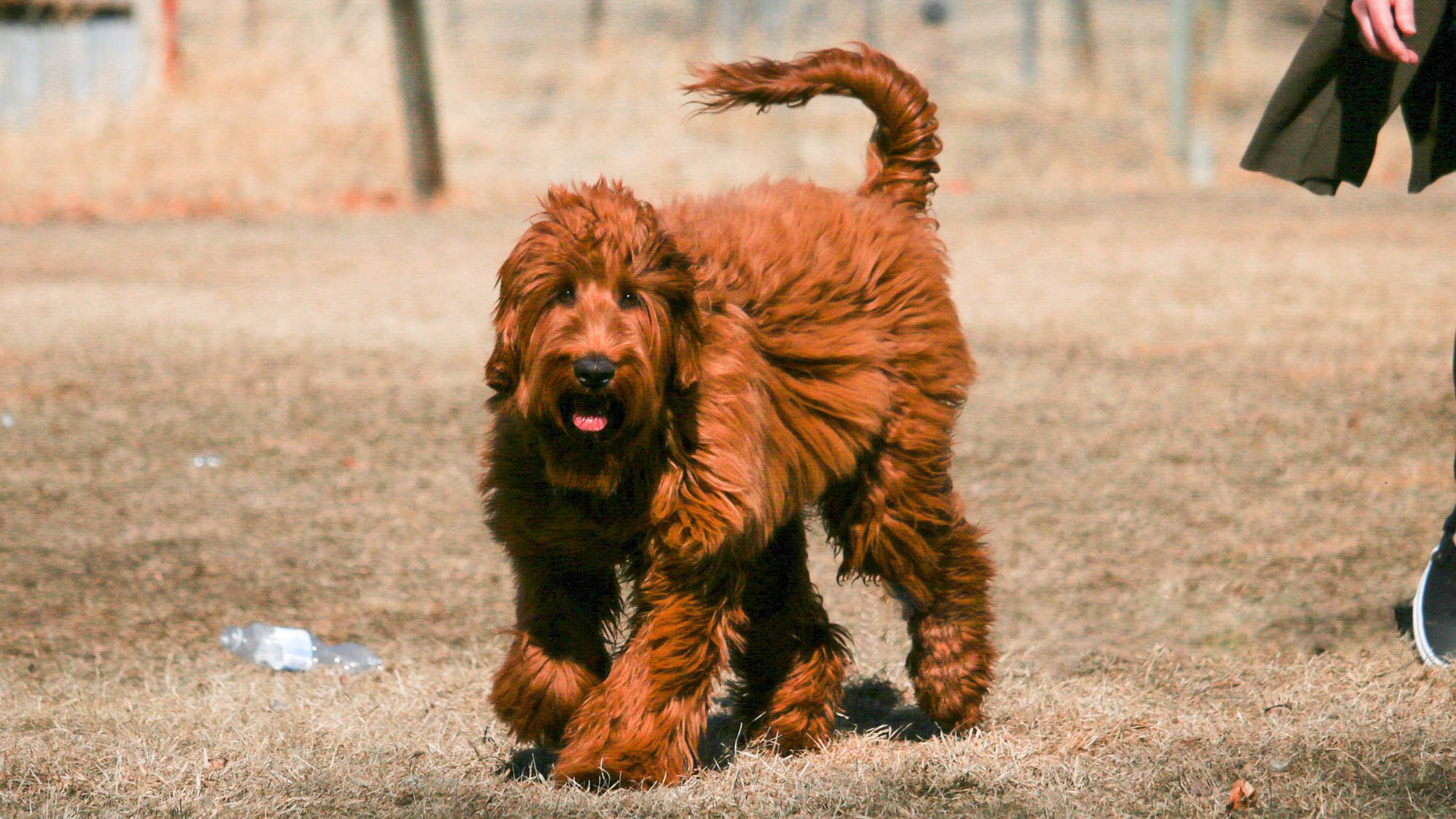 Etta 🐾 Big Rock Labradoodles Australian Labradoodle Momma