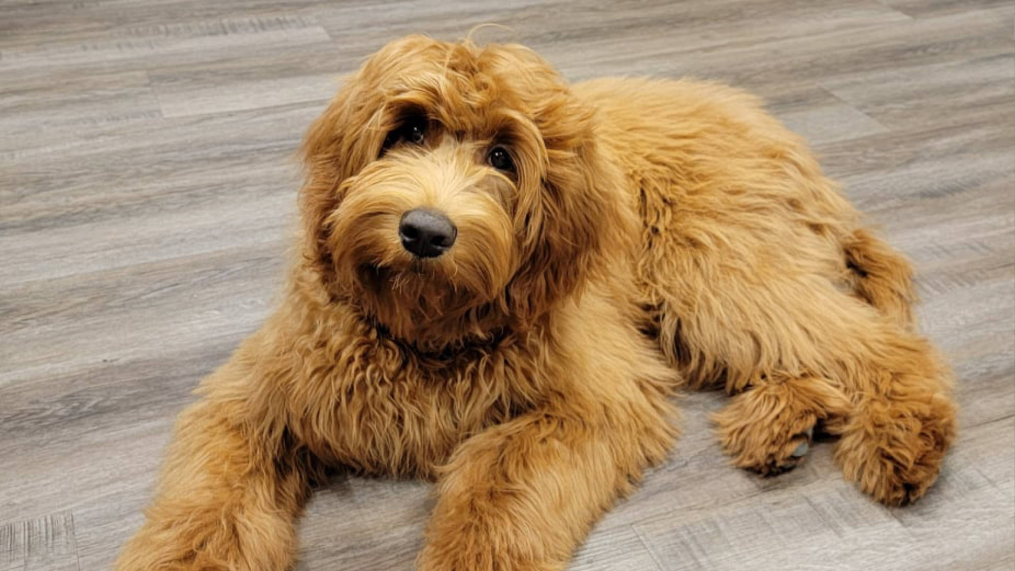 Dani 🐾 Big Rock Labradoodles Australian Labradoodle Momma