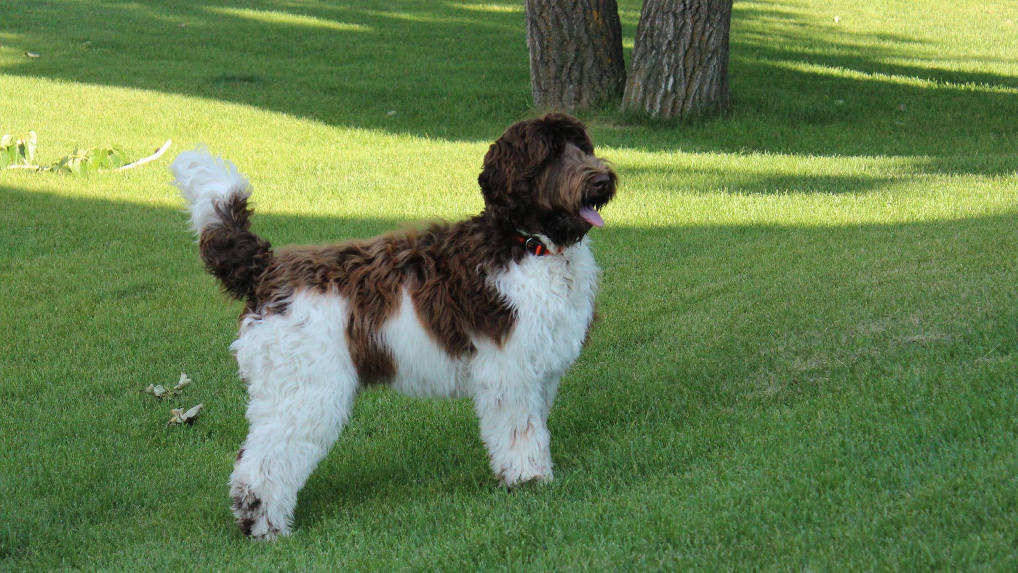 Nabob 🐾 Big Rock Labradoodles Australian Labradoodle Stud
