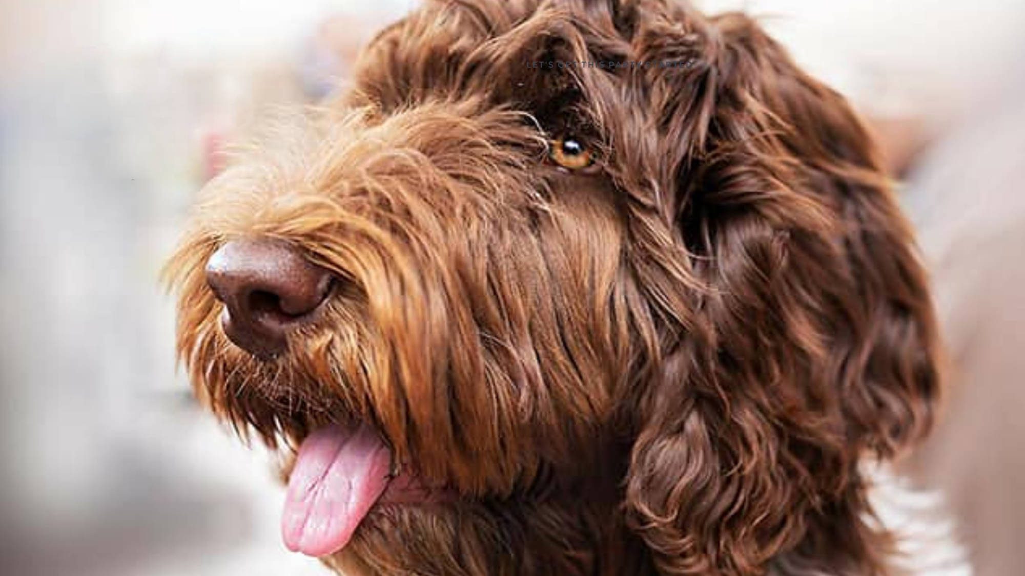 Nabob 🐾 Big Rock Labradoodles Australian Labradoodle Stud