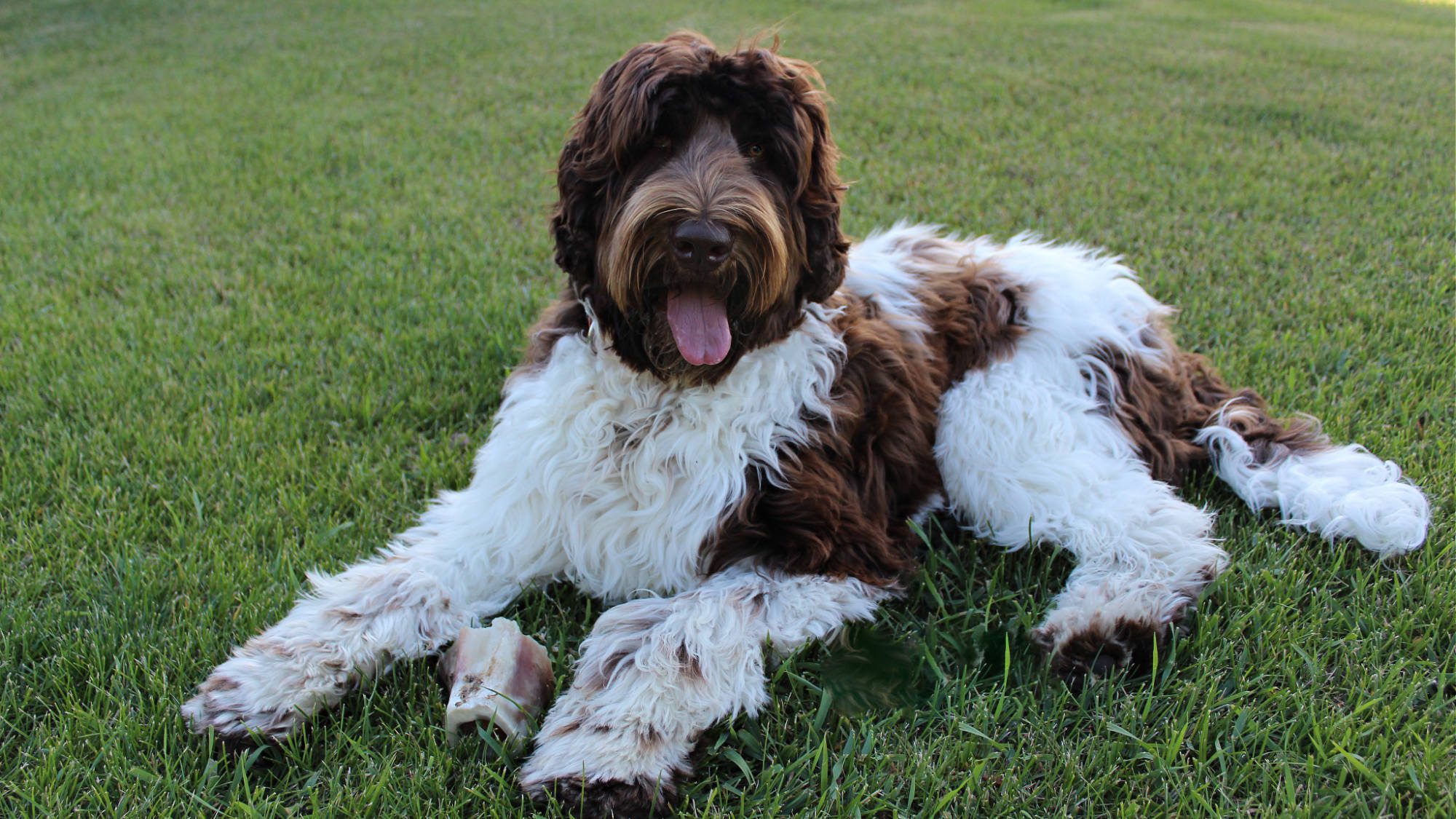 Nabob 🐾 Big Rock Labradoodles Australian Labradoodle Stud