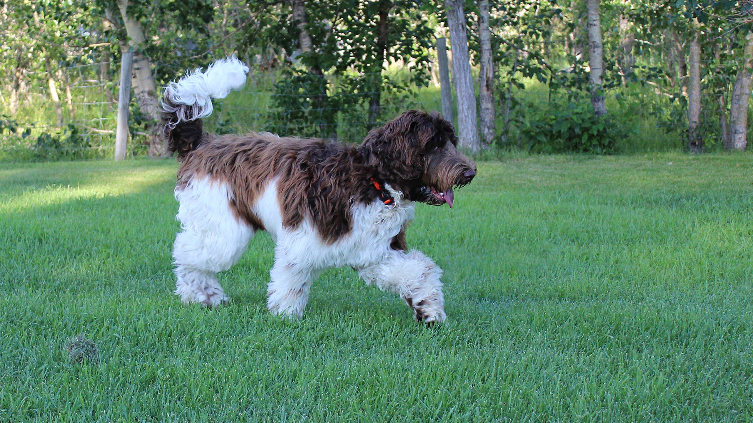 Nabob 🐾 Big Rock Labradoodles Australian Labradoodle Stud