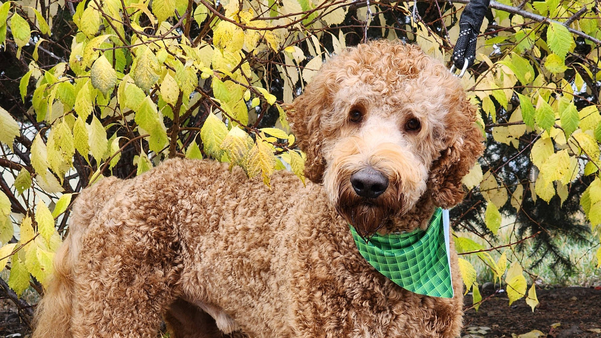 Dutch 🐾 Big Rock Labradoodles Australian Labradoodle Stud
