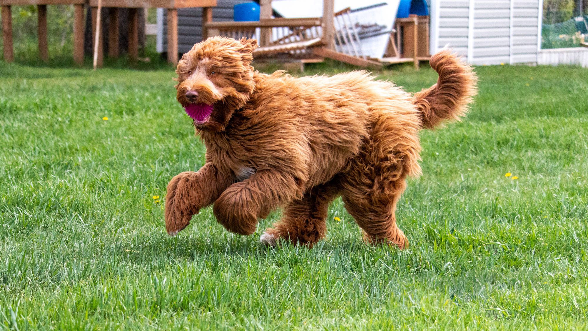 Fig 🐾 Big Rock Labradoodles Australian Labradoodle Momma