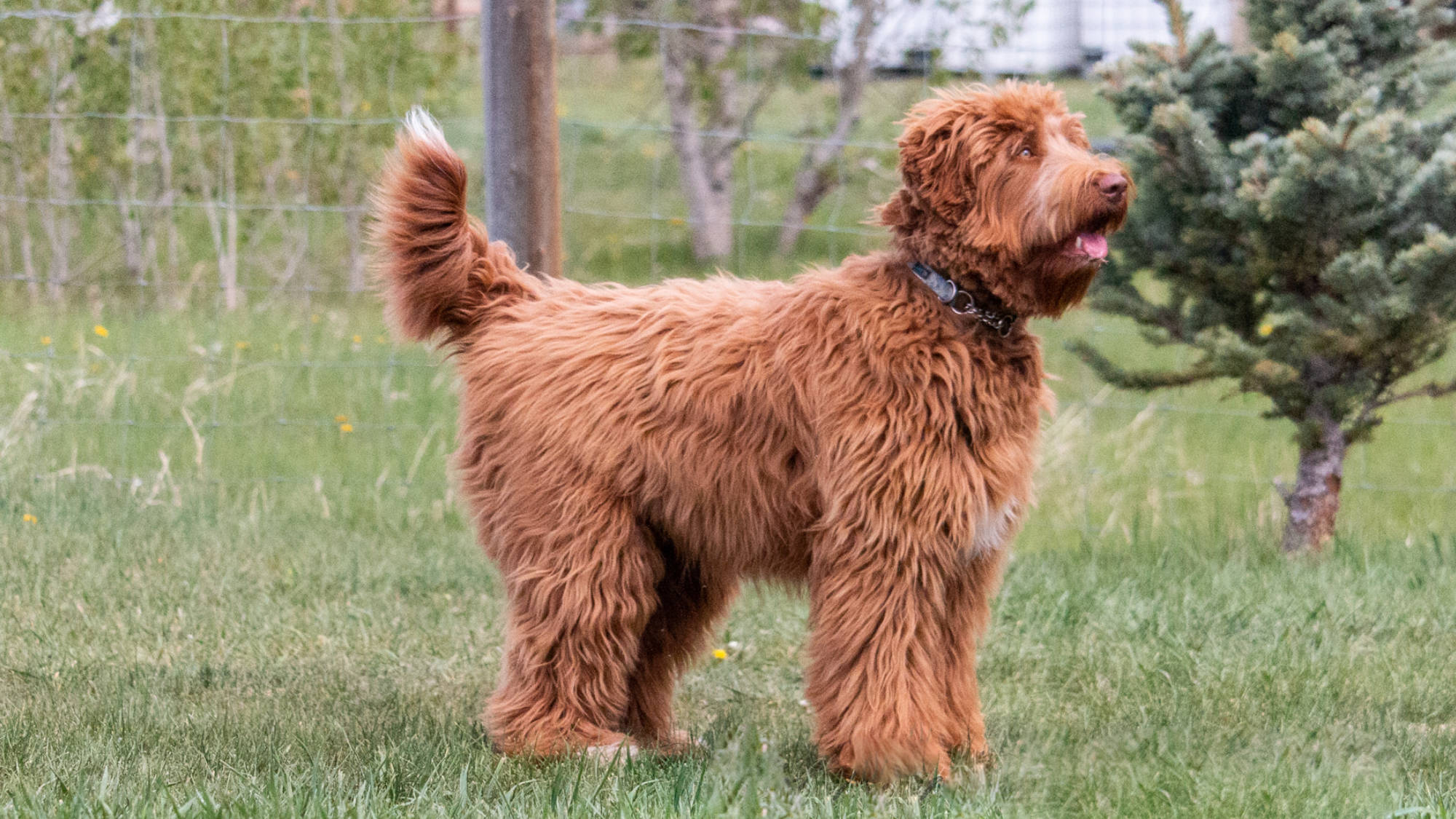 Fig 🐾 Big Rock Labradoodles Australian Labradoodle Momma