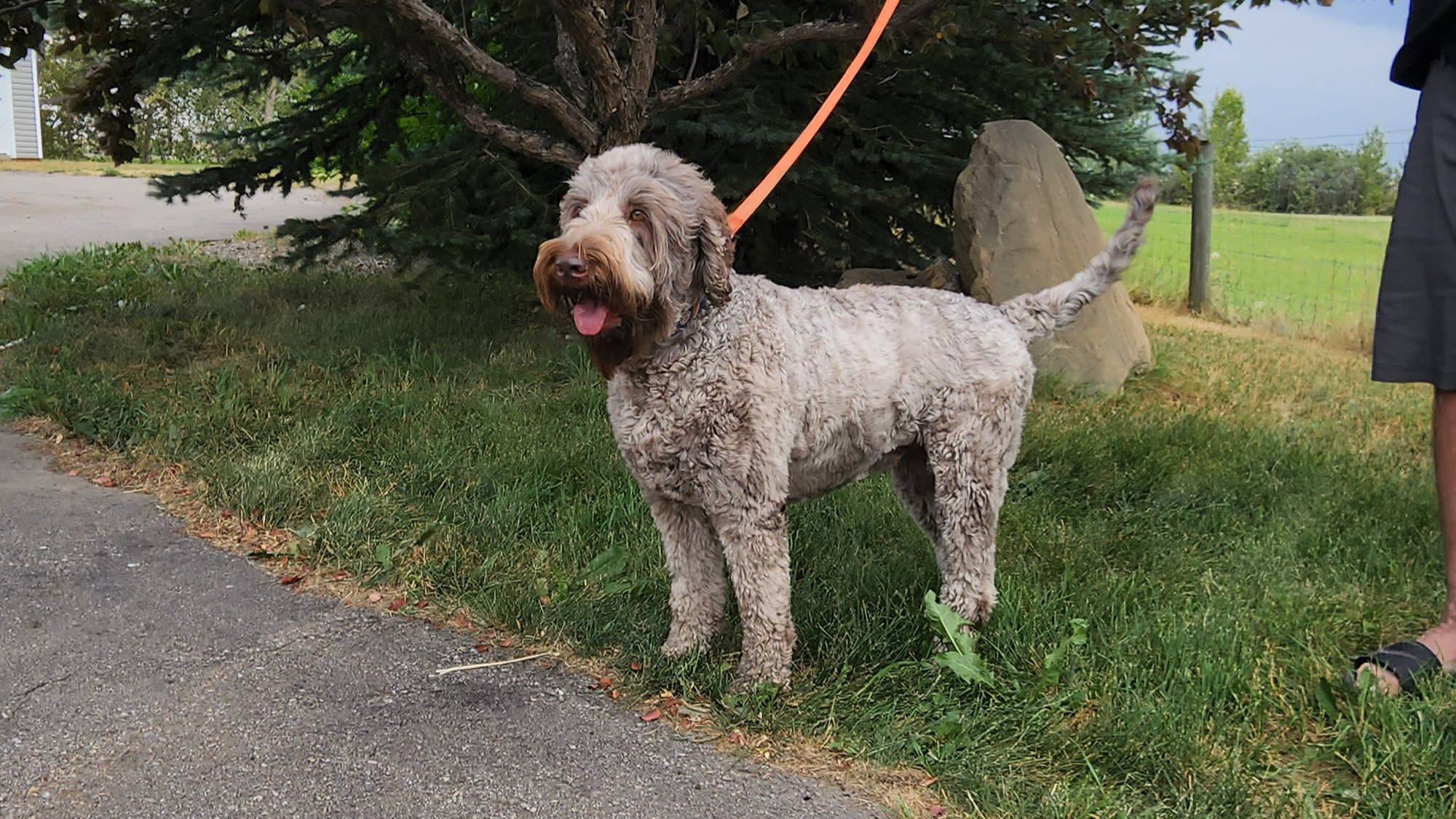 Harper 🐾 Big Rock Labradoodles Australian Labradoodle Momma