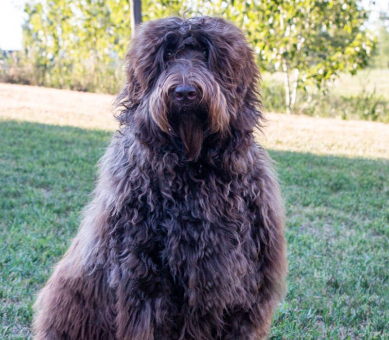 Harper 🐾 Big Rock Labradoodles Australian Labradoodle Momma