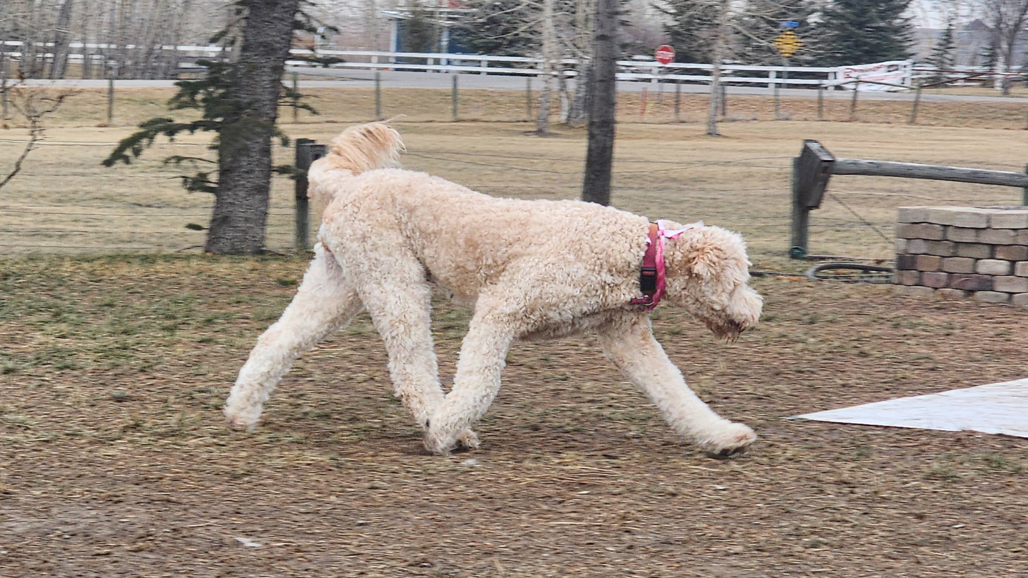 Khaleesi 🐾 Big Rock Labradoodles Australian Labradoodle Momma