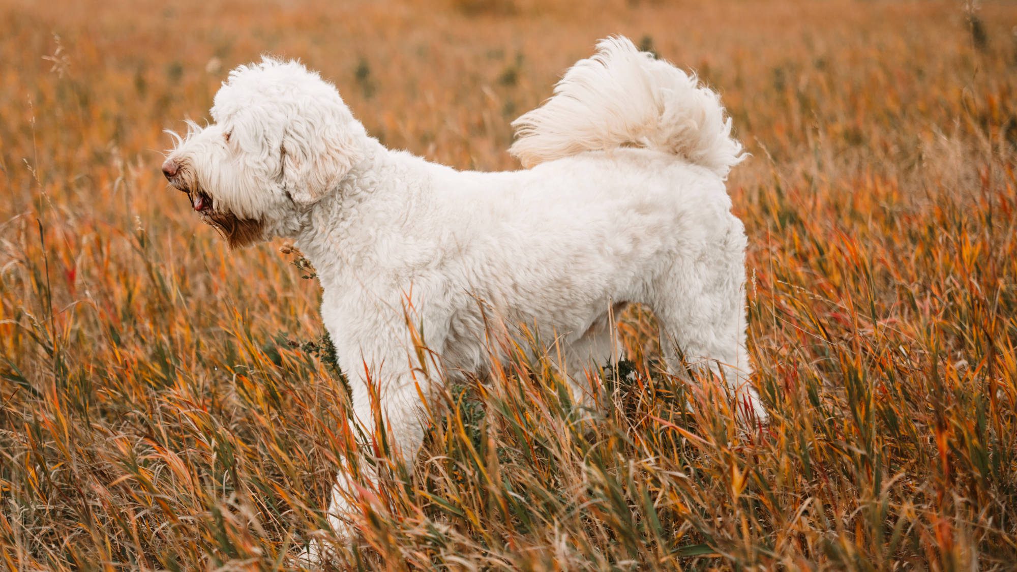 Mercury 🐾 Big Rock Labradoodles Australian Labradoodle Stud