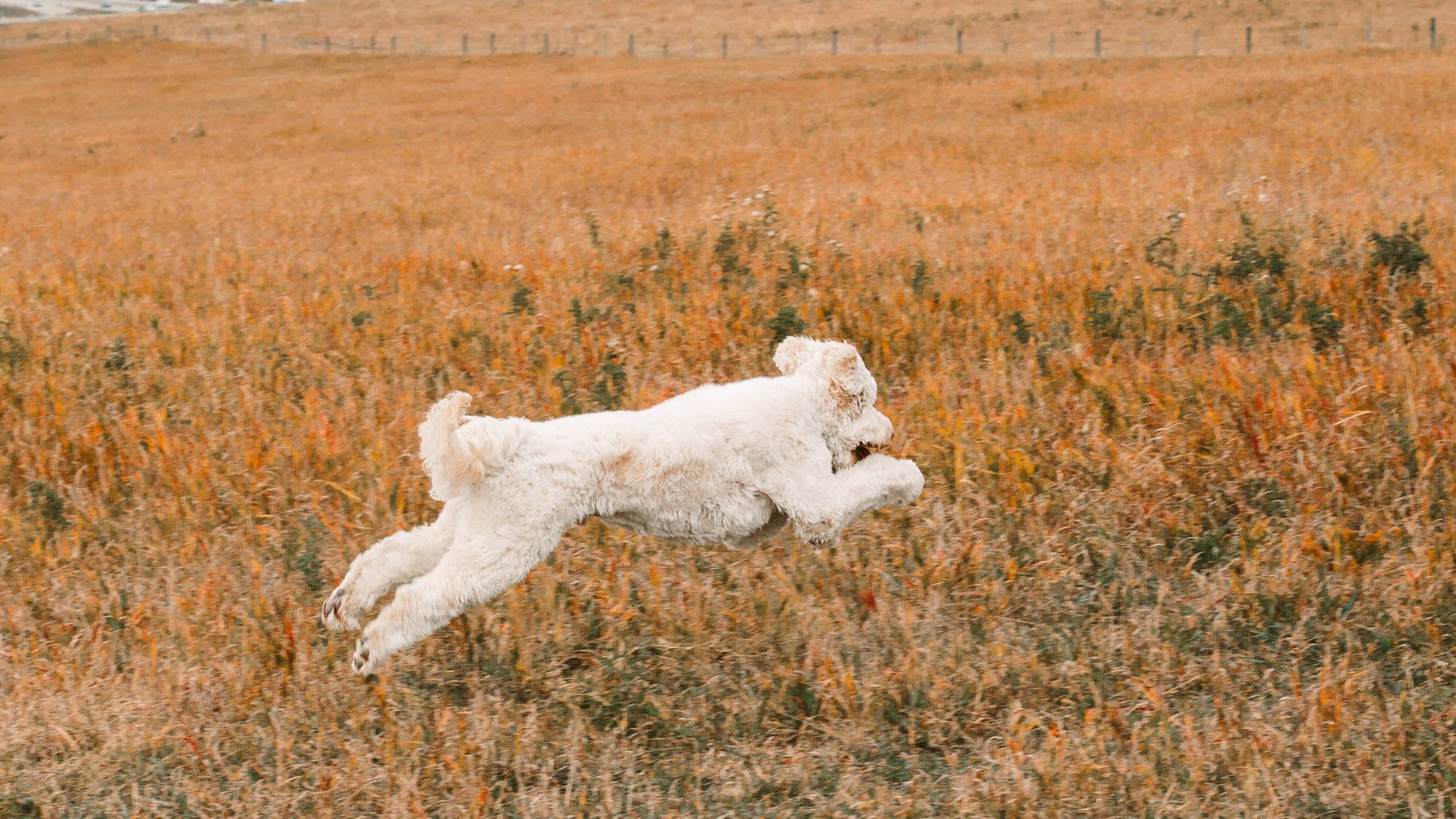 Mercury 🐾 Big Rock Labradoodles Australian Labradoodle Stud