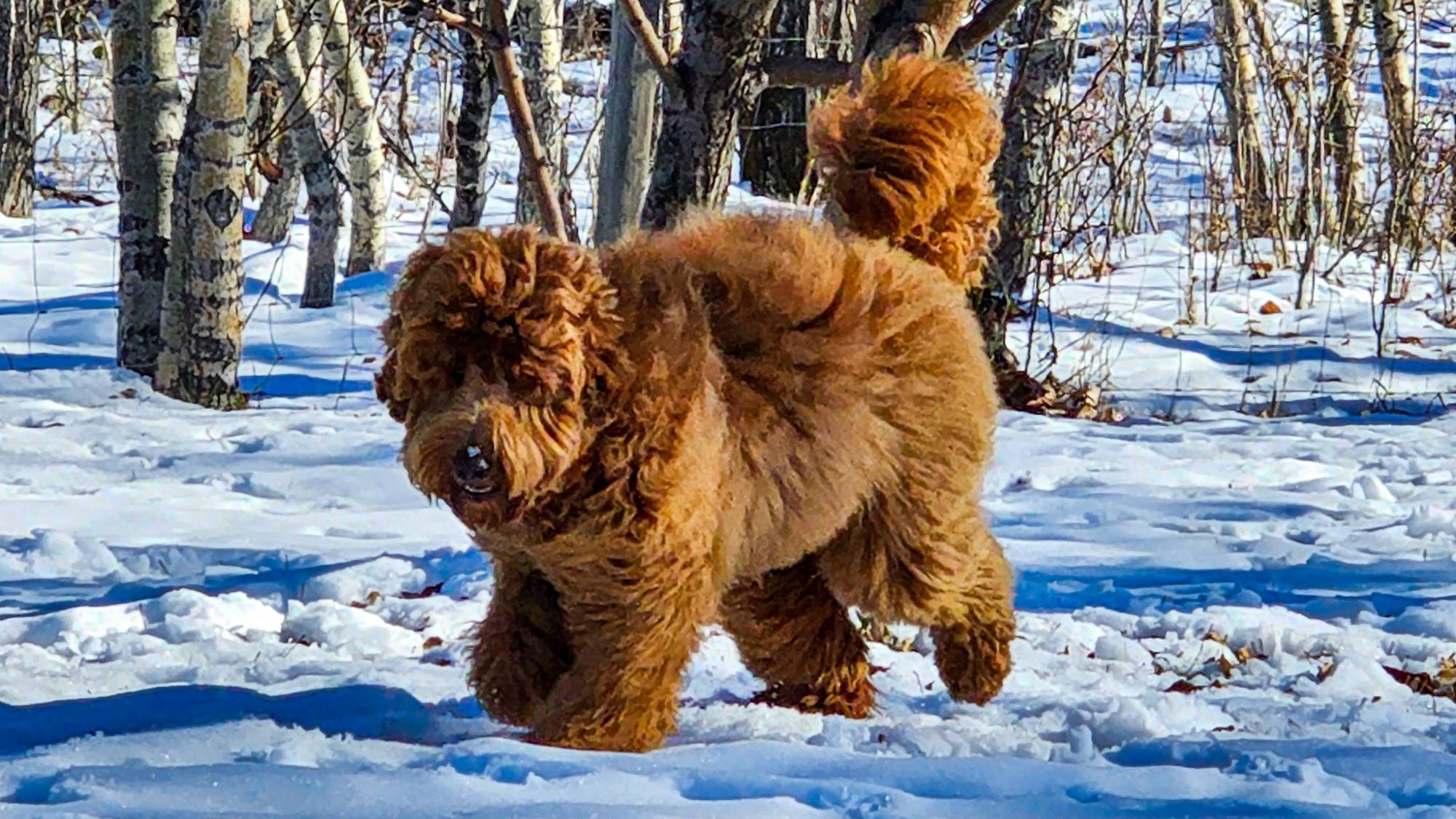 Gilroy 🐾 Big Rock Labradoodles Australian Labradoodle Stud
