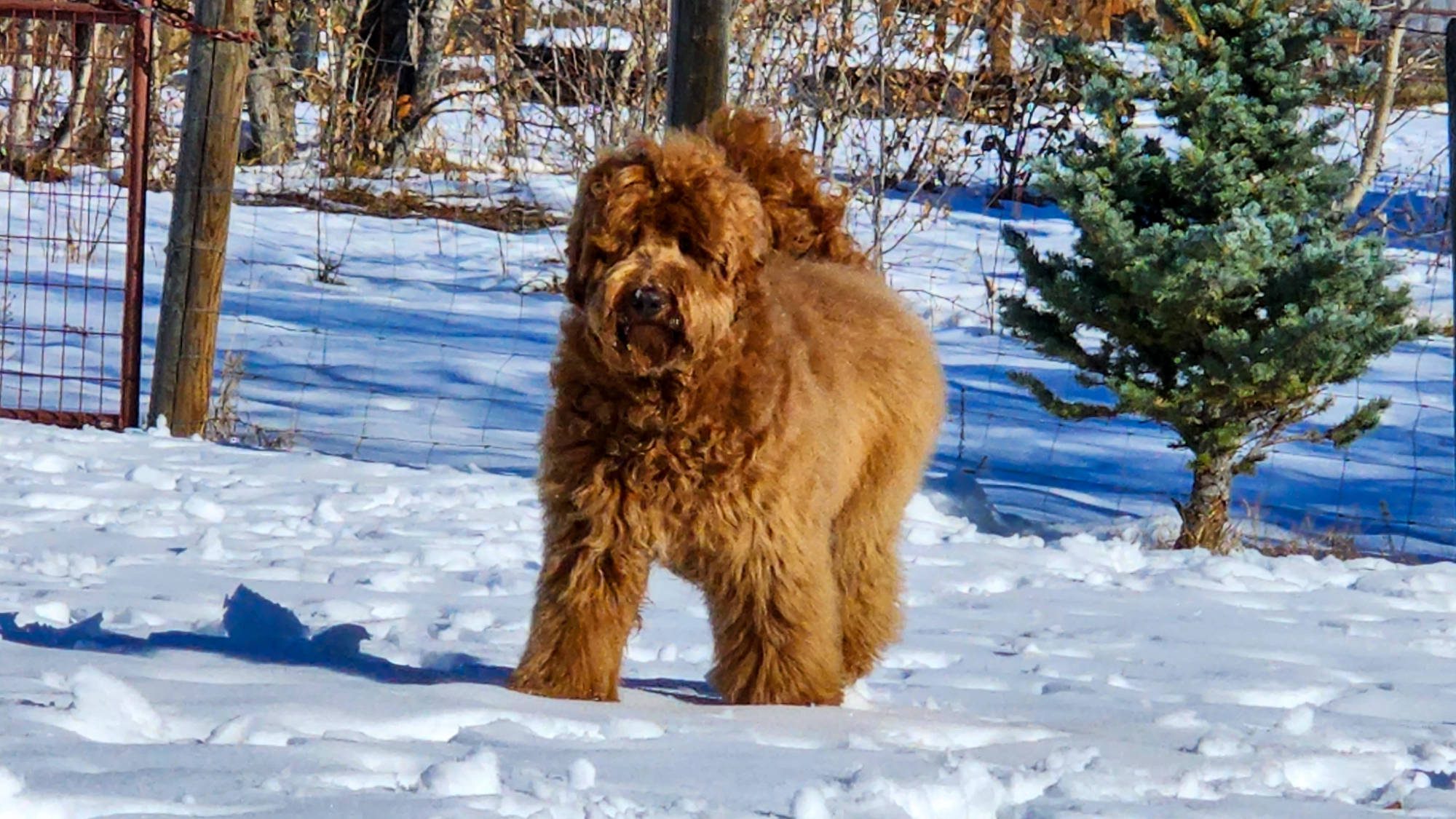 Gilroy 🐾 Big Rock Labradoodles Australian Labradoodle Stud
