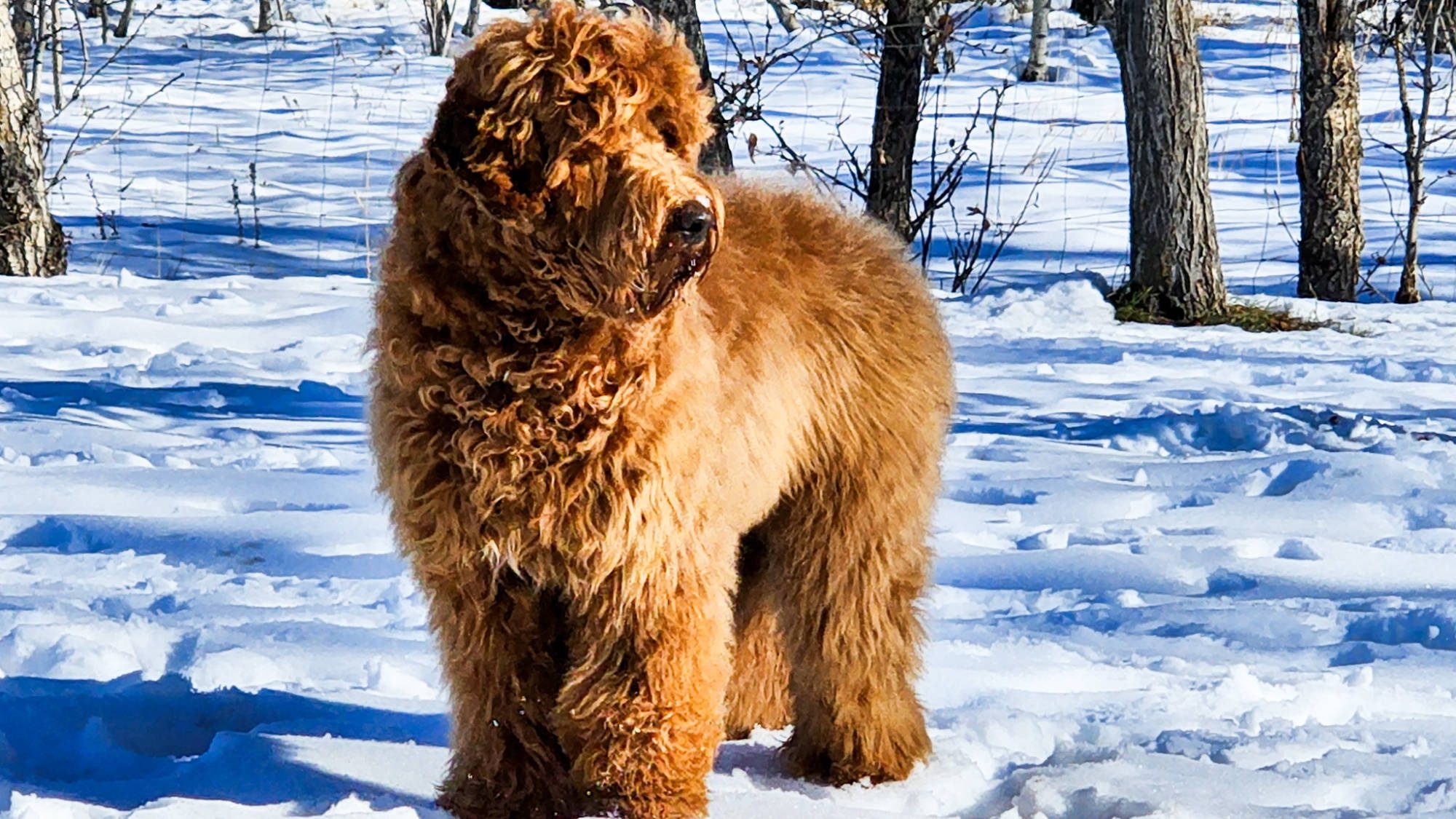 Gilroy 🐾 Big Rock Labradoodles Australian Labradoodle Stud