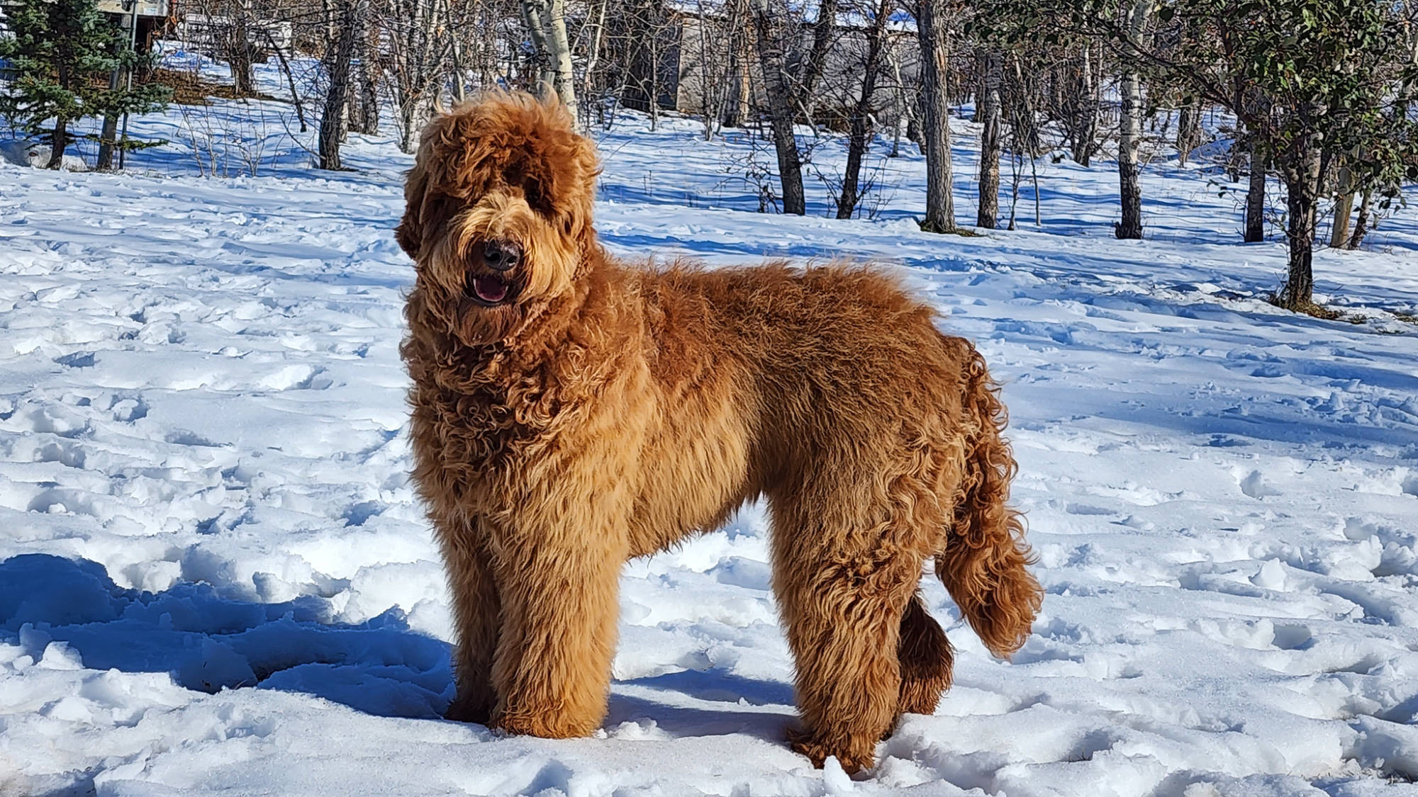 Gilroy 🐾 Big Rock Labradoodles Australian Labradoodle Stud