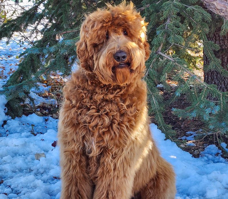 Gilroy 🐾 Big Rock Labradoodles Australian Labradoodle Stud