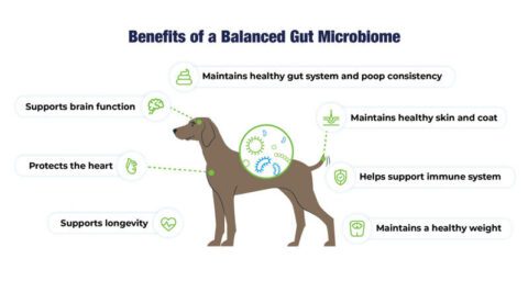 Unlock the Secrets of Your Dog's Microbiome 🐾 Health Tips