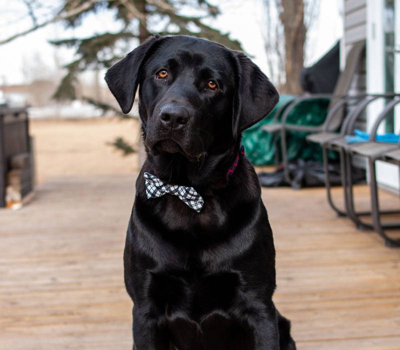 Gunner 🐾 Big Rock Labradoodles Labrador Retriever Stud Dog