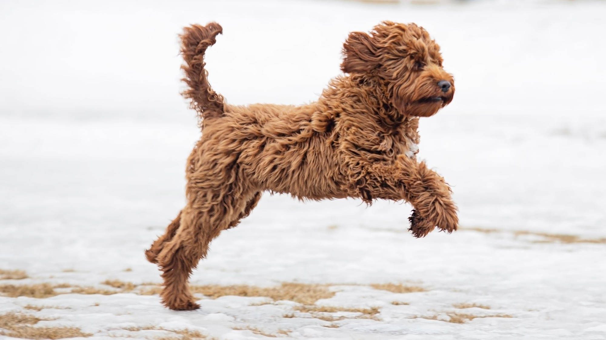 Charlie 🐾 Big Rock Labradoodles Australian Labradoodle Stud
