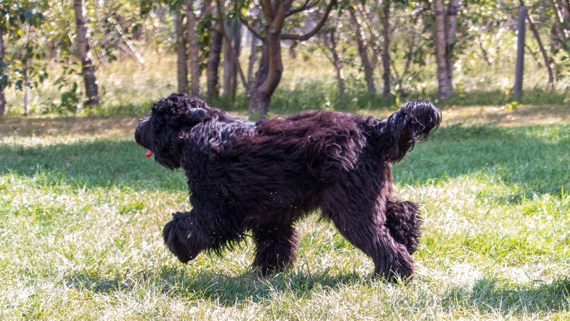 Fossy 🐾 Big Rock Labradoodles Australian Labradoodle Stud