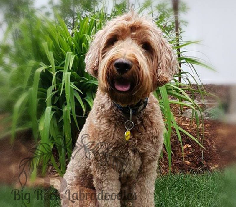 Louie 🐾 Big Rock Labradoodles Australian Labradoodle Dad