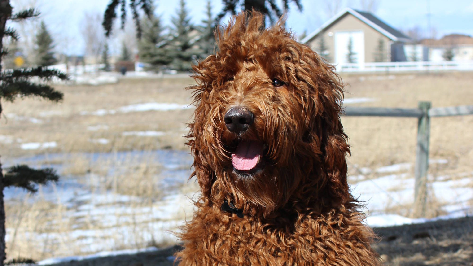 Brody 🐾 Big Rock Labradoodles Australian Labradoodle Dad