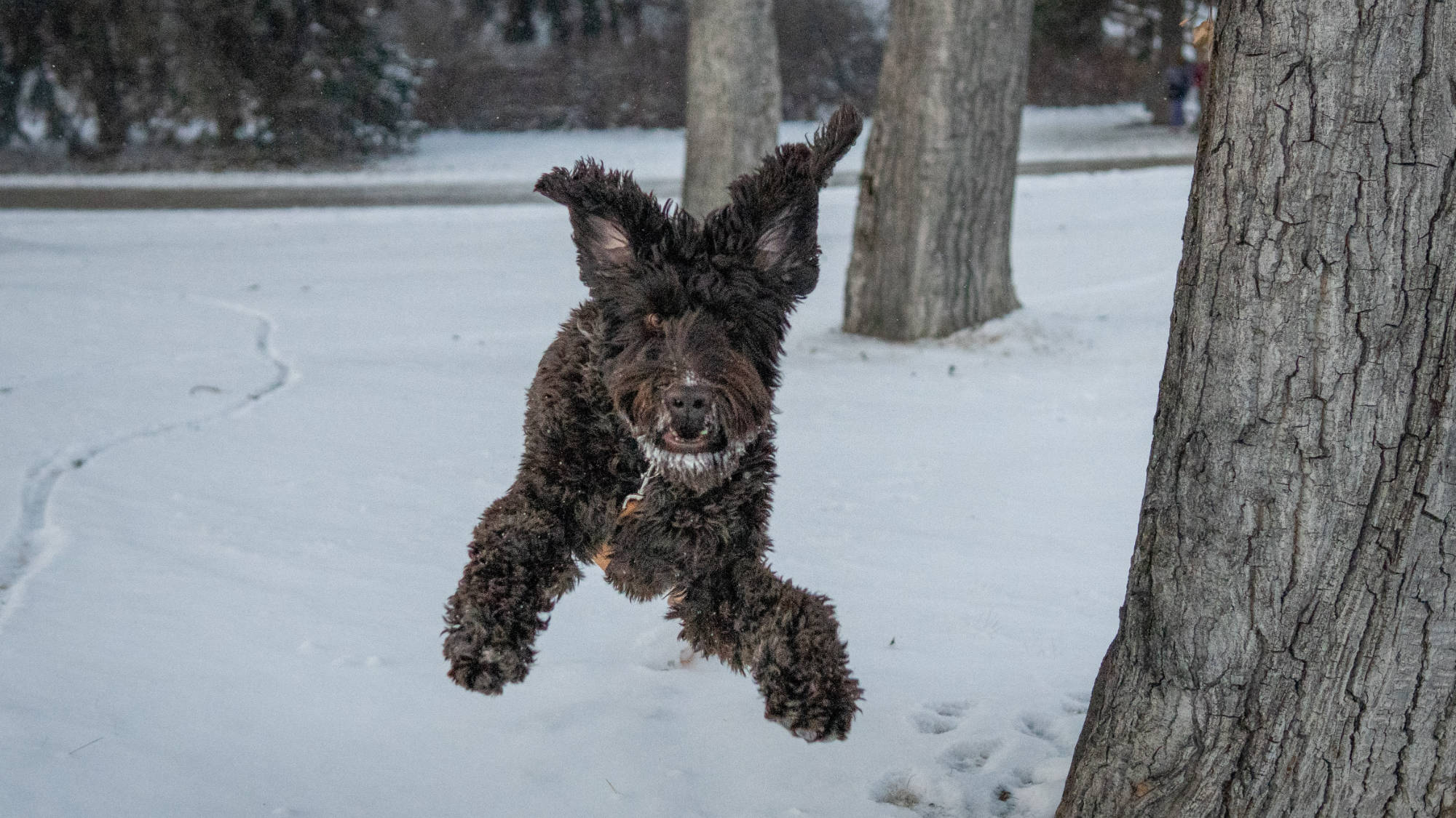 Big Rock Labradoodles 🐾 The Doodle Dispatch newsletter