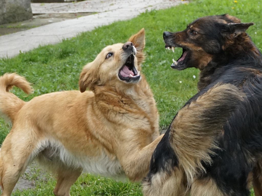 🐾 Managing Dog-to-Dog Reactivity for Calm and Relaxed Encounters