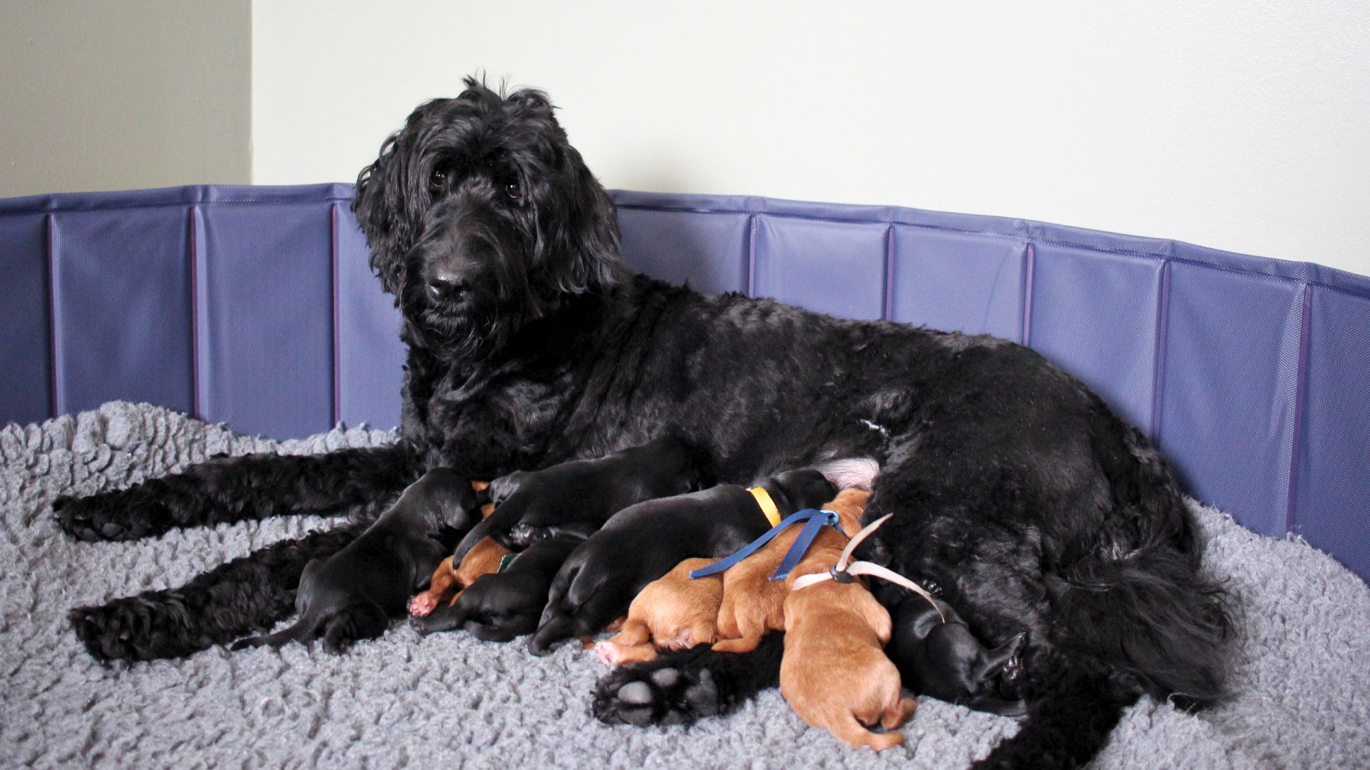 Australian Labradoodle Puppies for Sale 🐾 Hooray for Bluey Litter