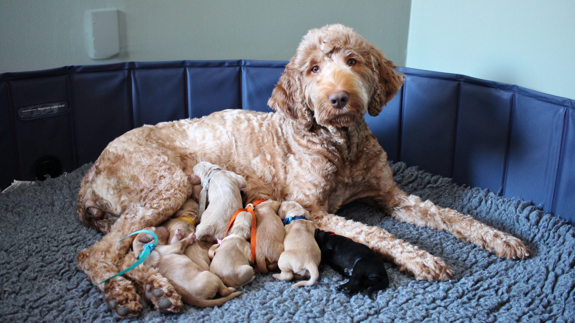 Australian Labradoodle Puppies, Reserve your Spot Now 🐾 Shades of Blue ...